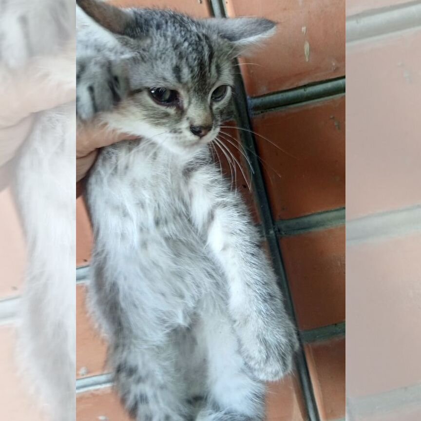 Котенок серый классика