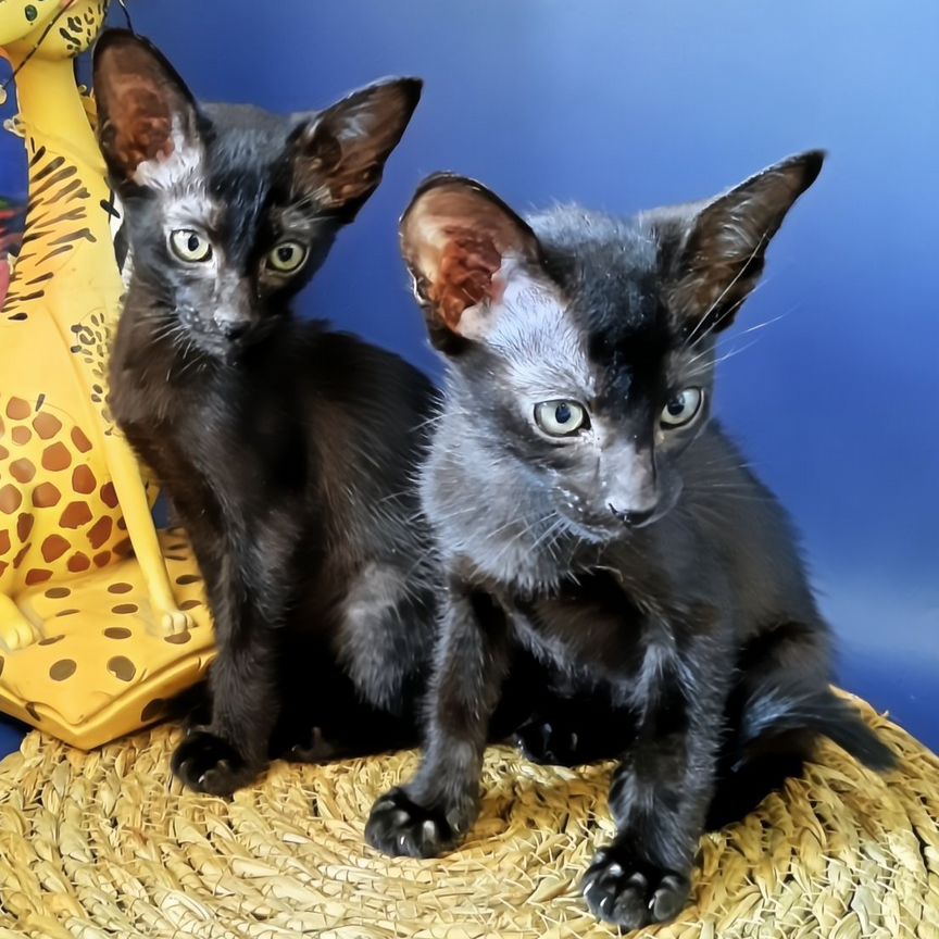 Ориентальный котёнок