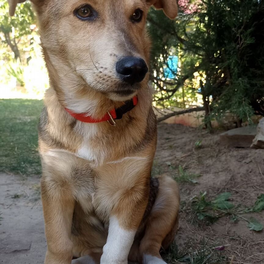 Щенок в поисках дома и семьи