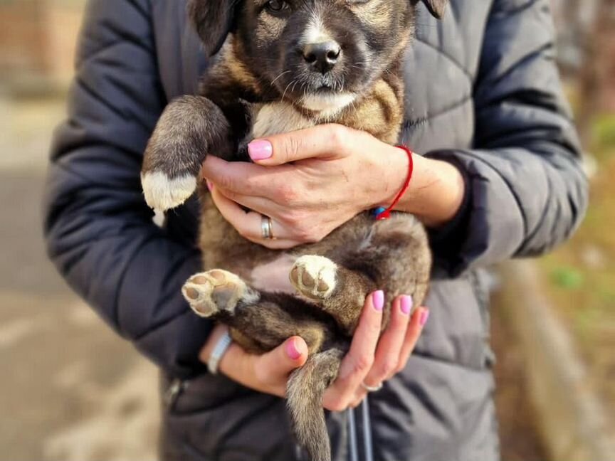 Щенок мелкаш в добрые руки