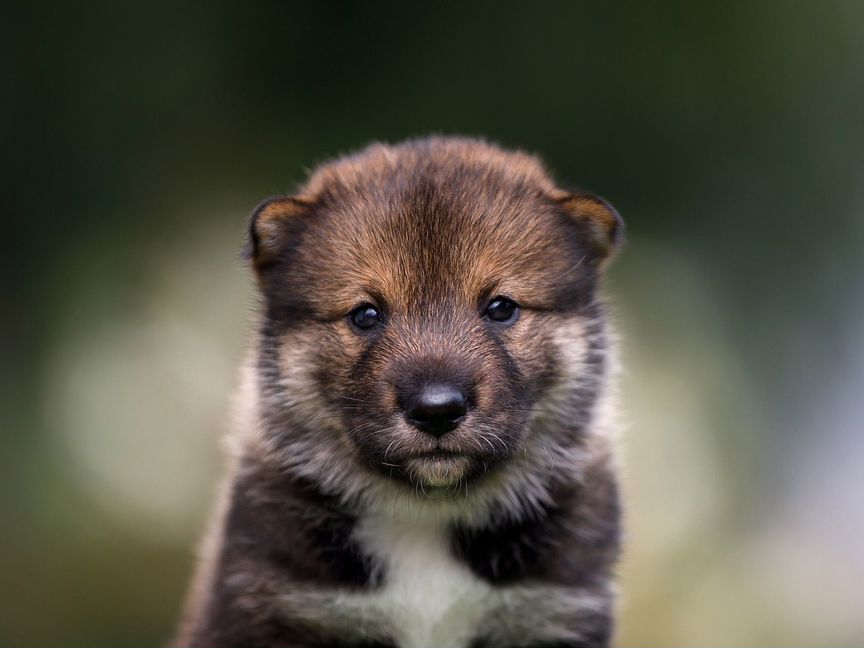 Сикоку (шикоку) щенки родители импорт Япония