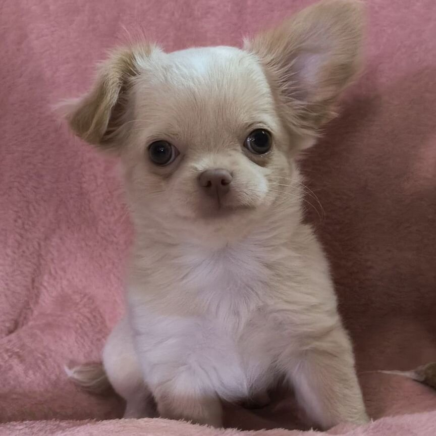 Чихуахуа очаровательная девочка