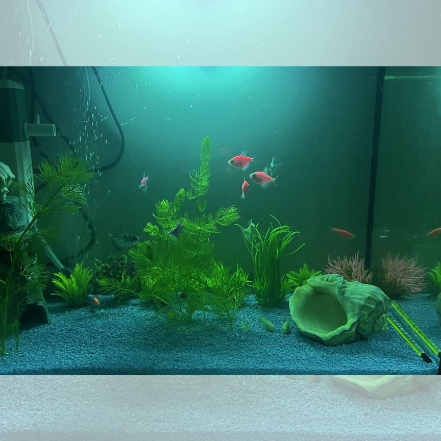 Аквариум с крышкой и подсветкой