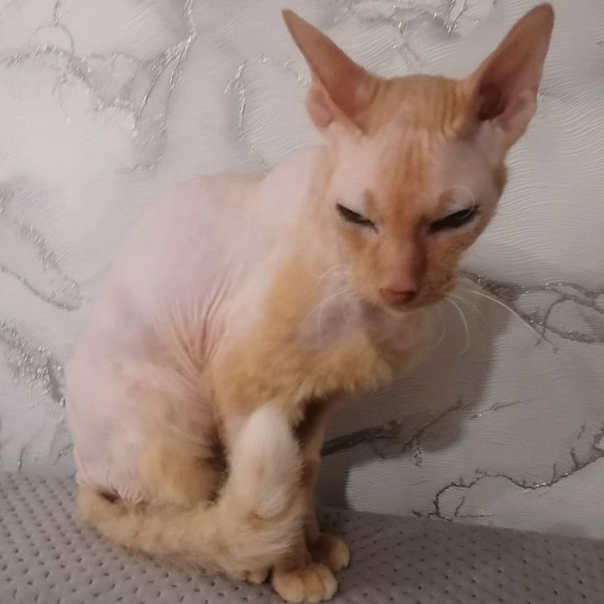 Хозяин, отзовись