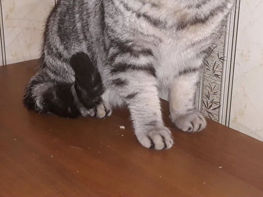 Британская