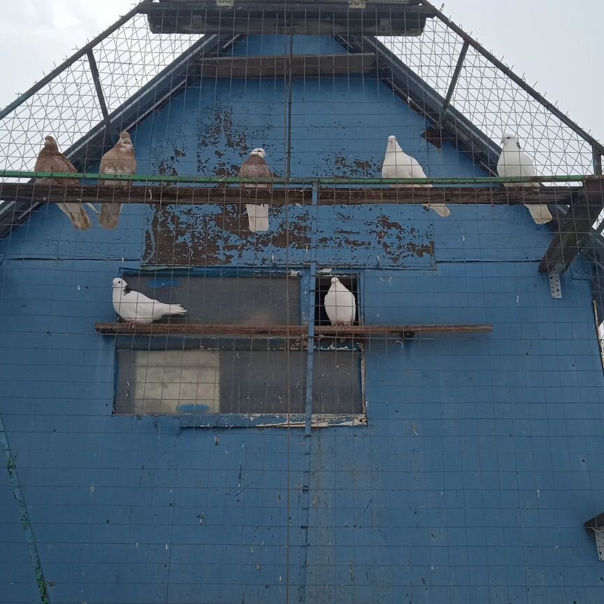 Продажа голубей