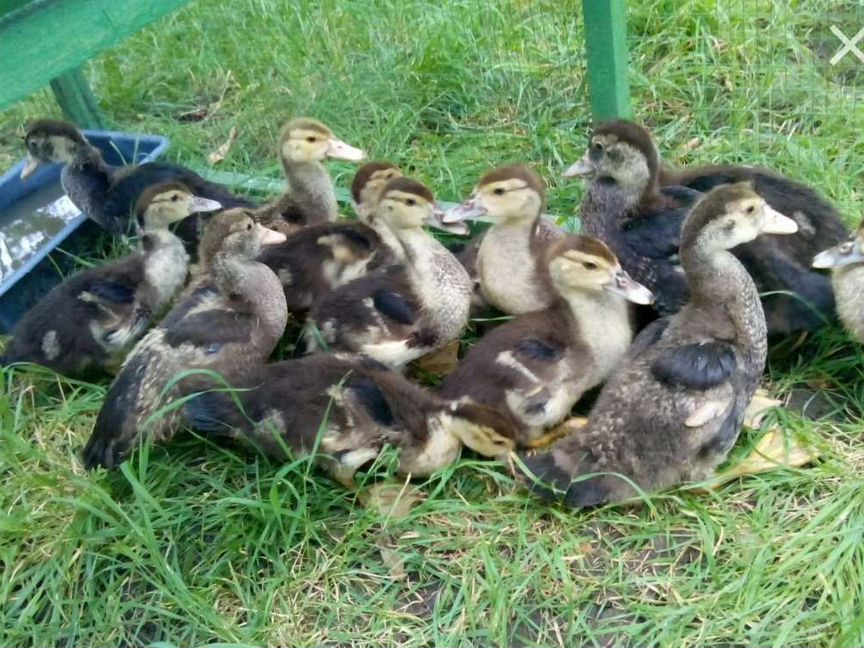 Утки и утята шипуны разного возраста