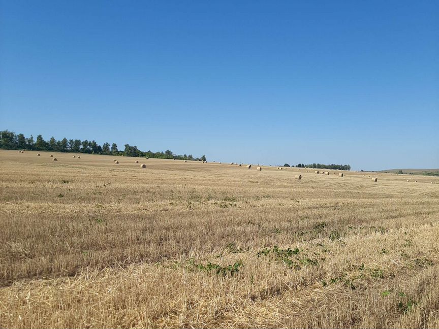 Салома в рулонах