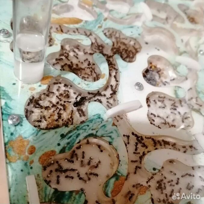 Продам муравьиную семью Жнецов