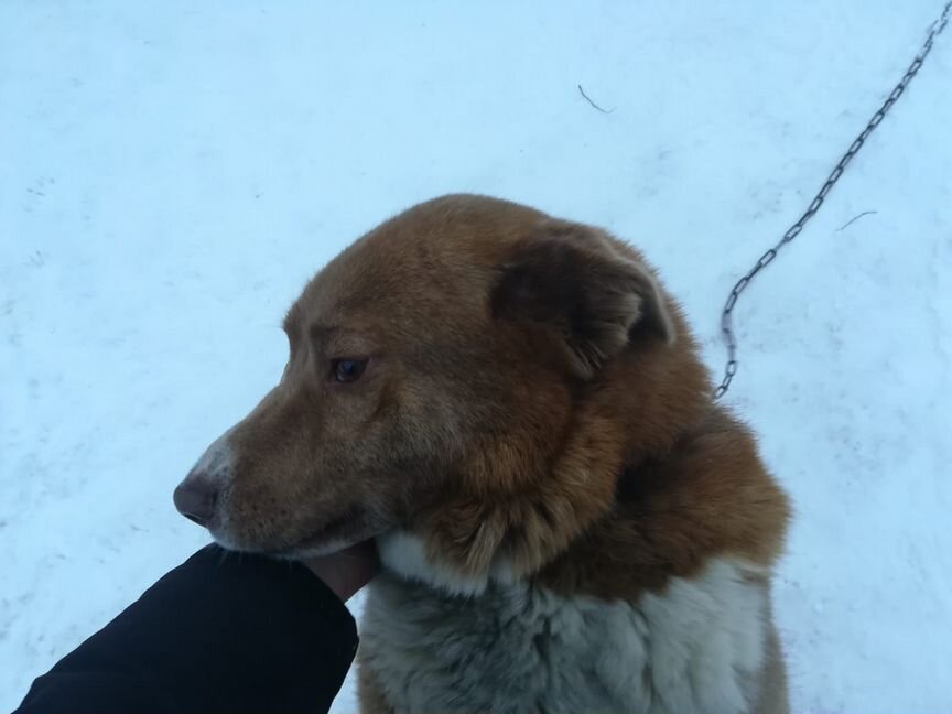 Собака в добрые руки отдам бесплатно