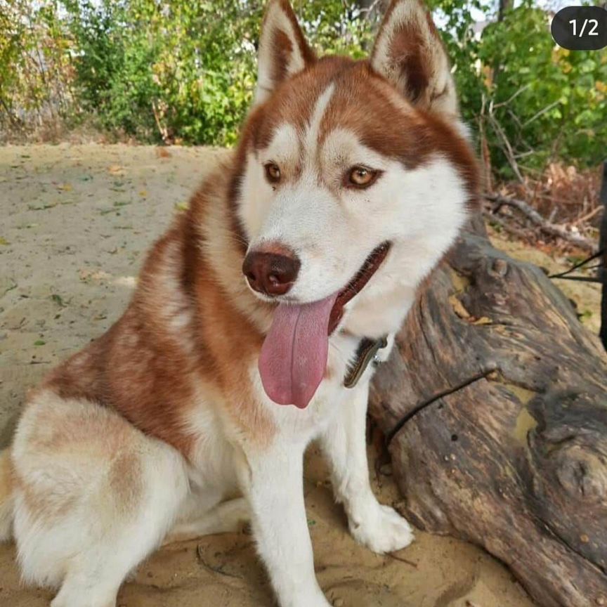 Сибирский хаски,вязка.Кобель