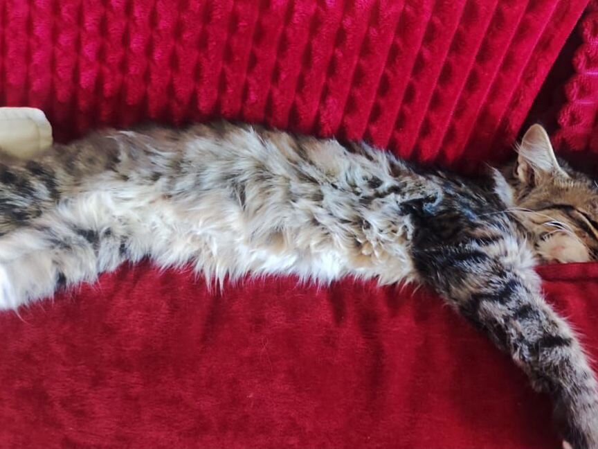 Потерялся кот