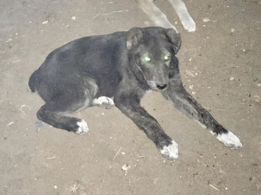 Щенки алабая