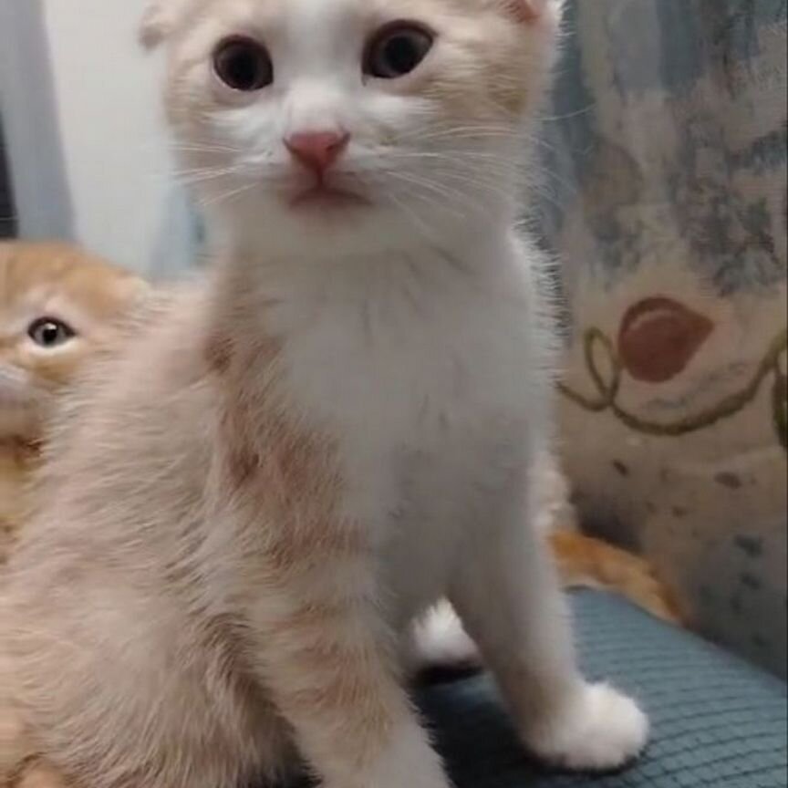 Отдам котенка