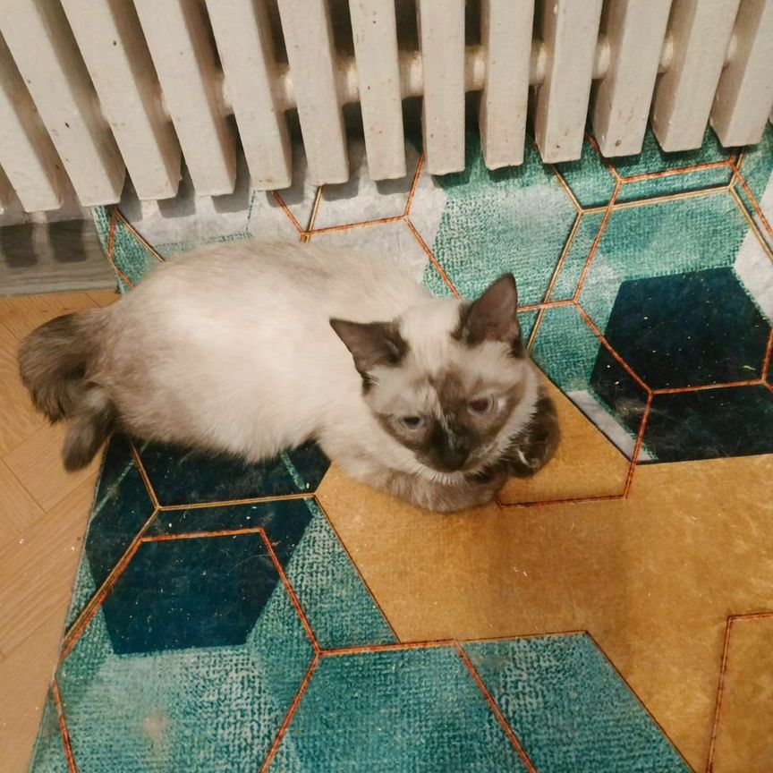 Кошечка