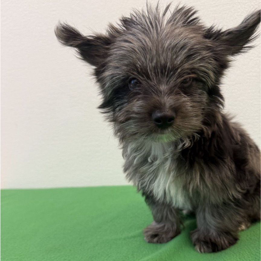 Бивер-йоркширский терьер, щенок