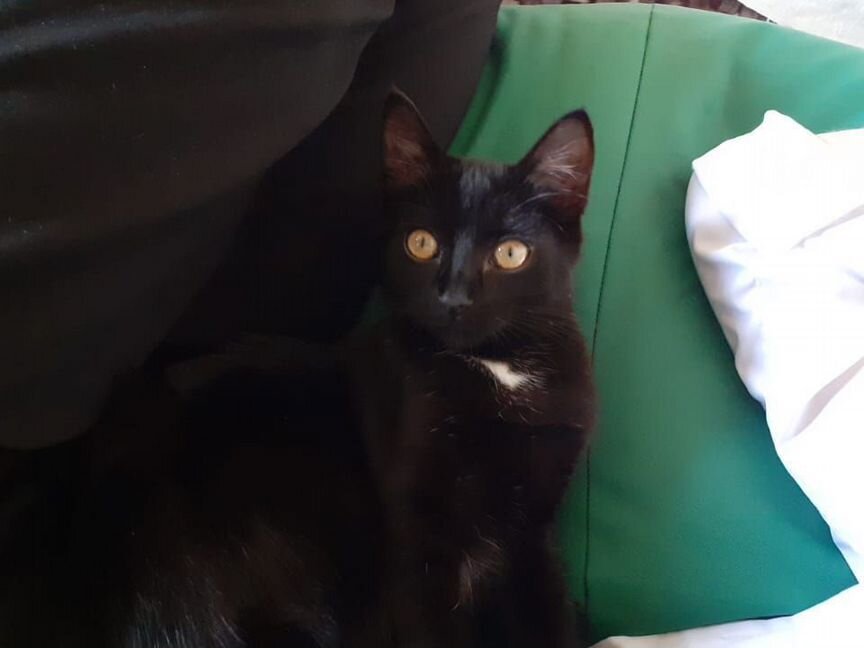 Котëнок в добрые руки