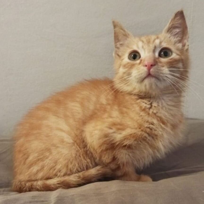 Европейский короткошёрстный котёнок
