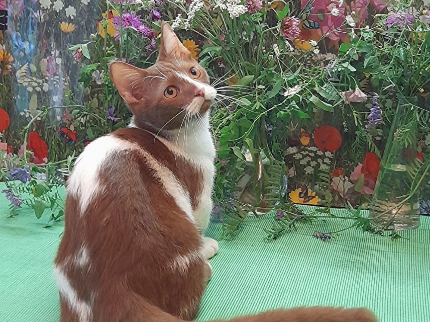 Котик Манчкин