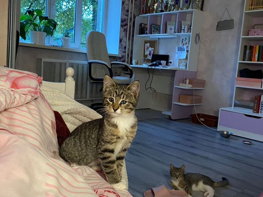 Забавные котята, девочки