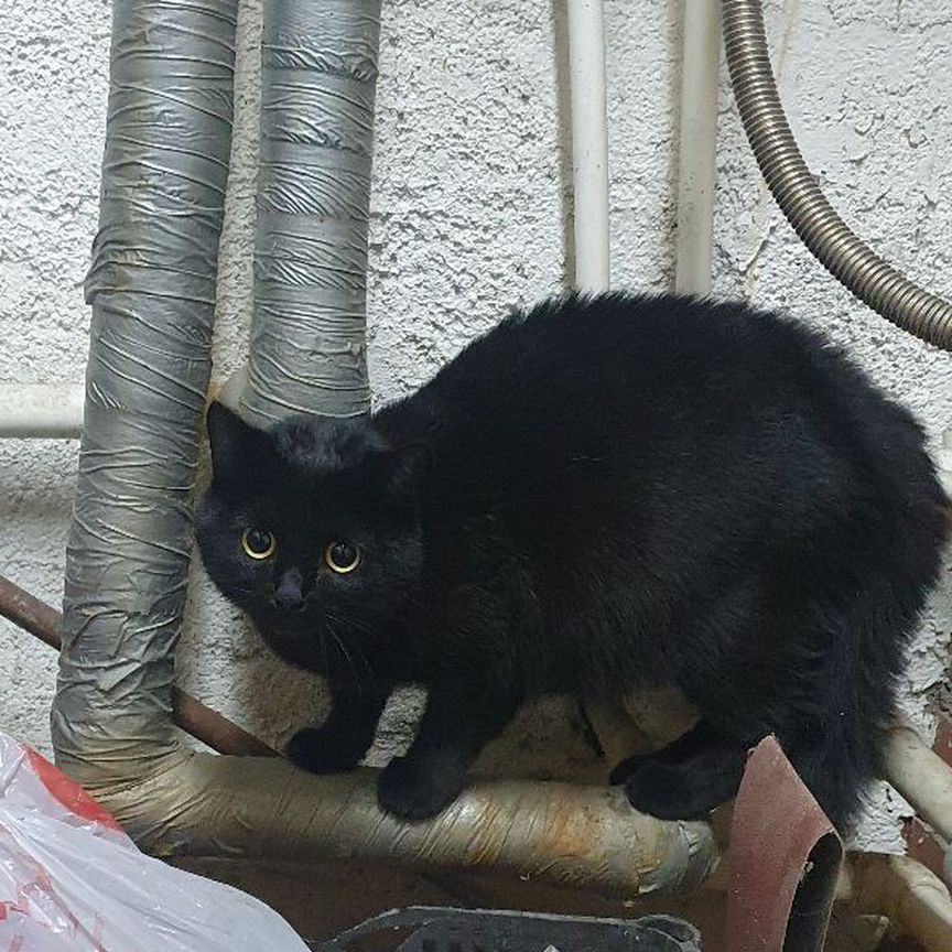 Найдена чёрная кошка