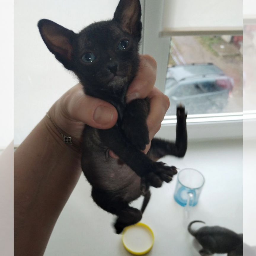 Канадский сфинкс котенок