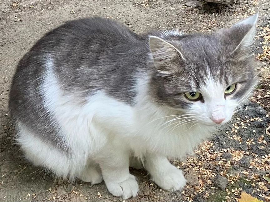 Ручной пушистик оказался на улице, котик в шоке