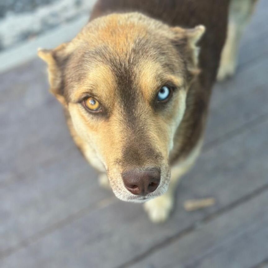 Гелик ищет дом