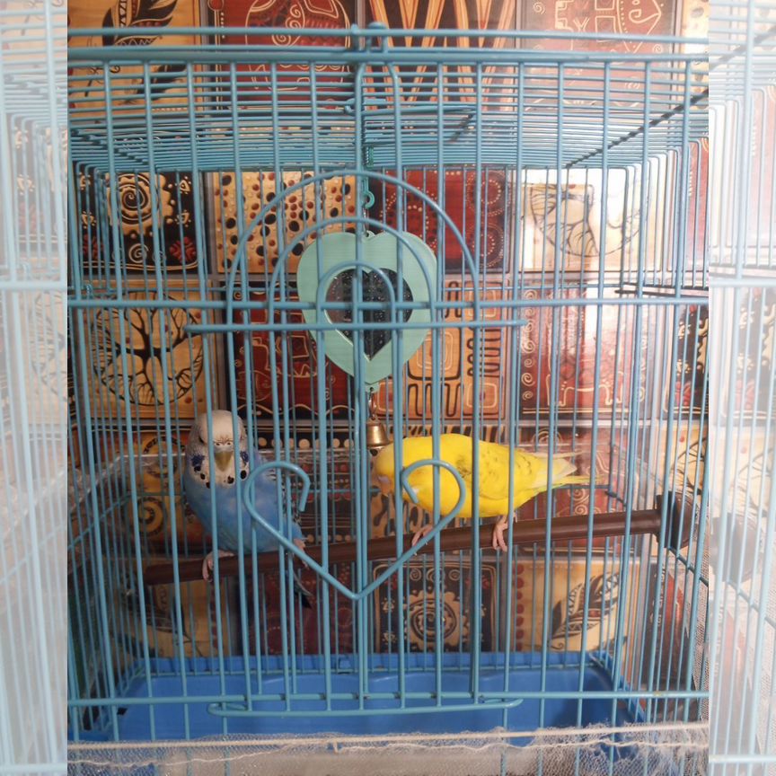 Волнистый попугай с клеткой