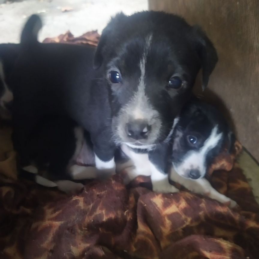 Собаки бесплатно в добрые руки щенки