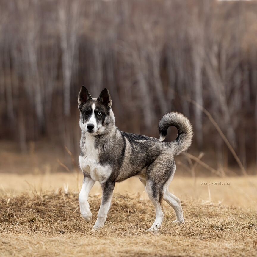 Харти из приюта