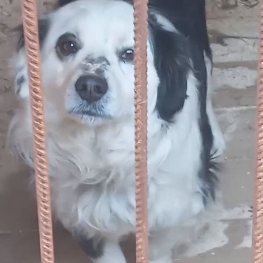 Собака коротколапая в добрые руки