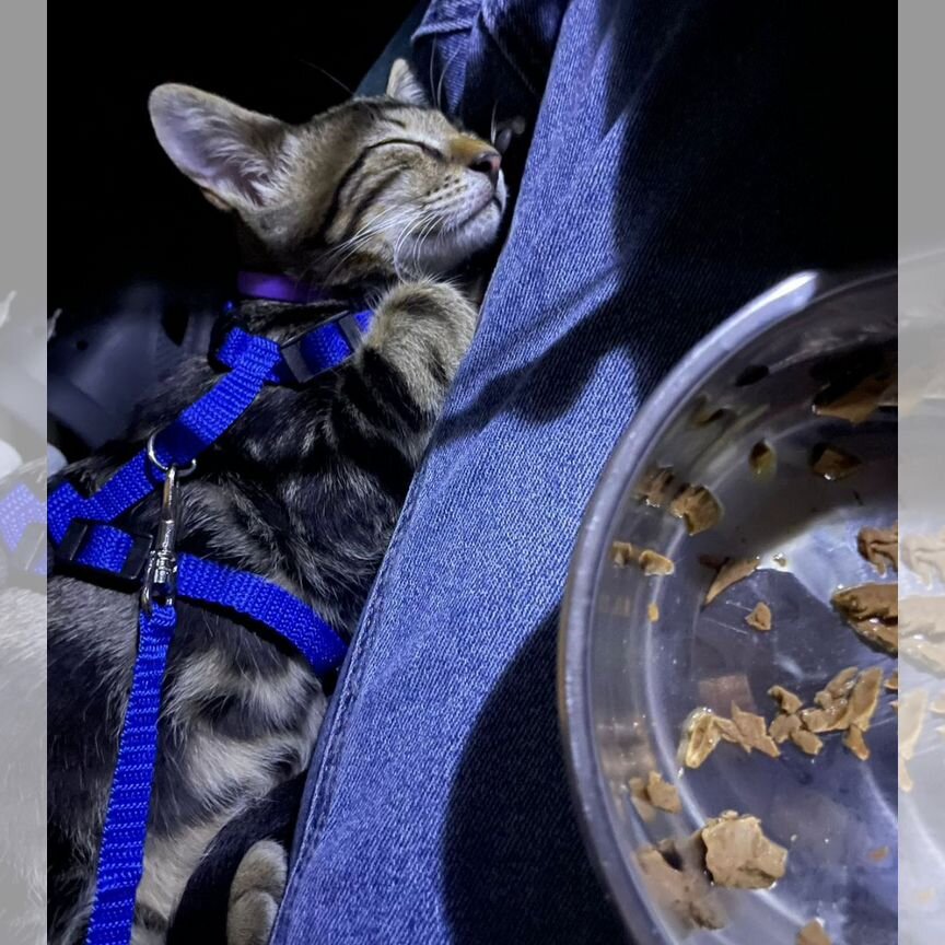Котёнок бельгиец мальчик