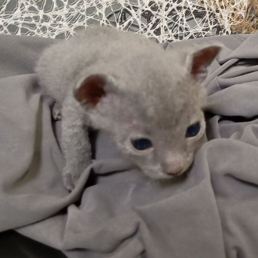 Донской сфинкс котята