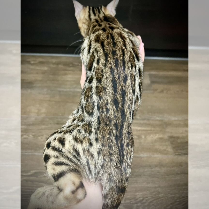 Бенгальские котята алк ф2