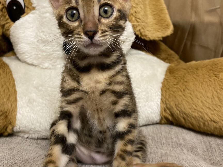 Продам бенгальскую кошку