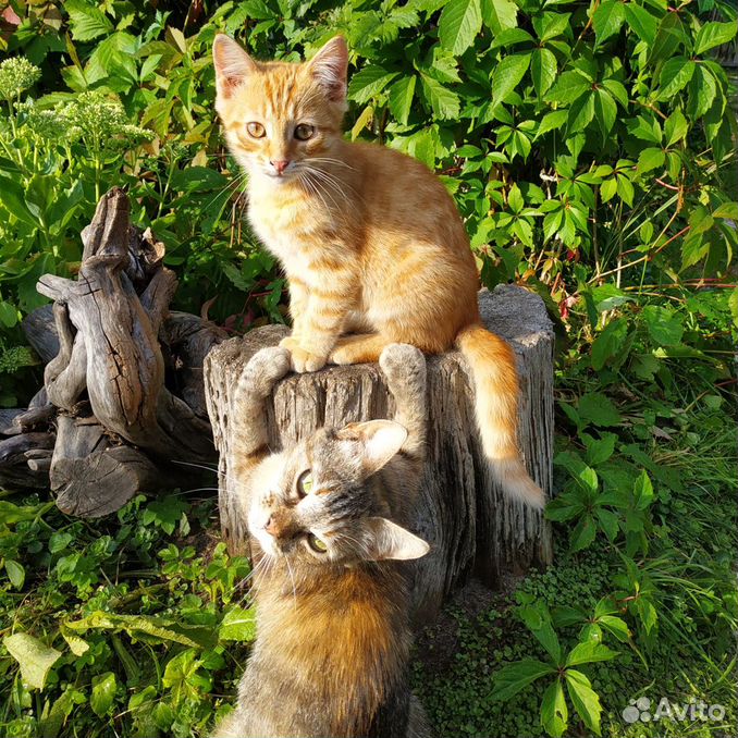 Милые котятки от дачной кошки