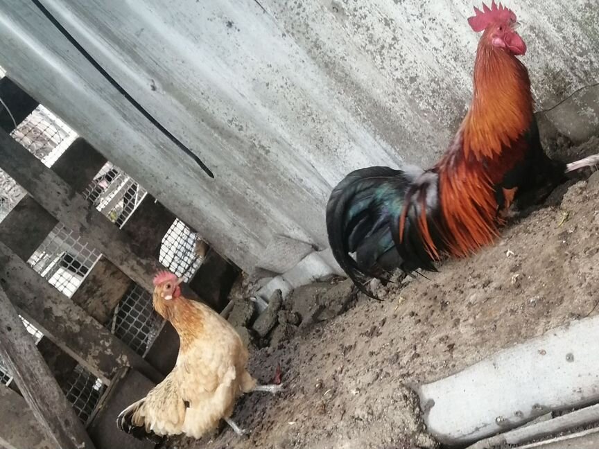 Петухи и курицы