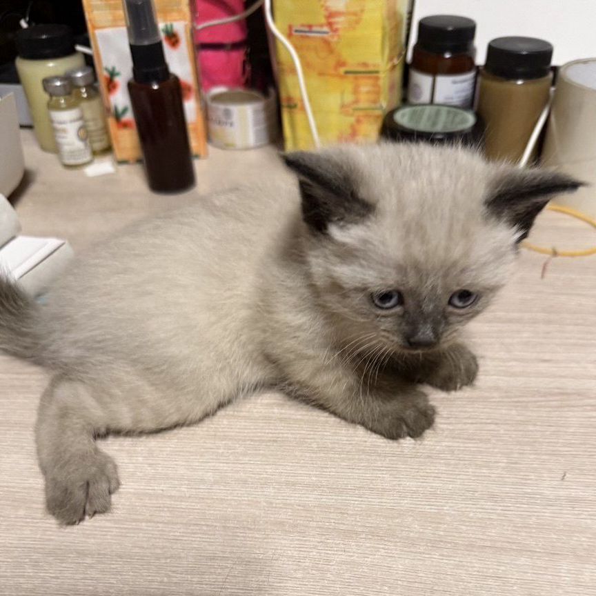 Тайский котёнок