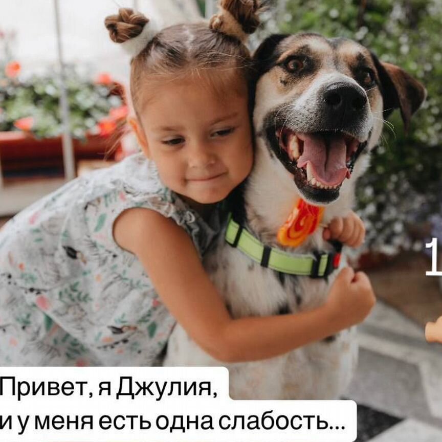 Русская пегая гончая, взрослая собака