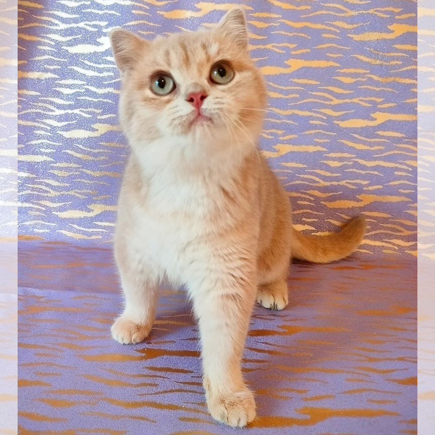 Розовый котенок эксклюзив