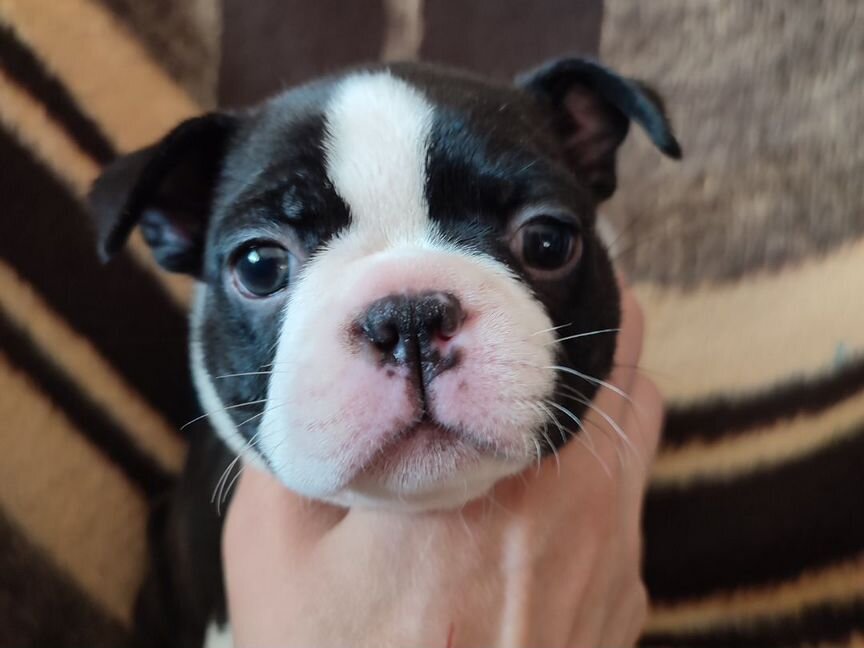 Девочка бостон