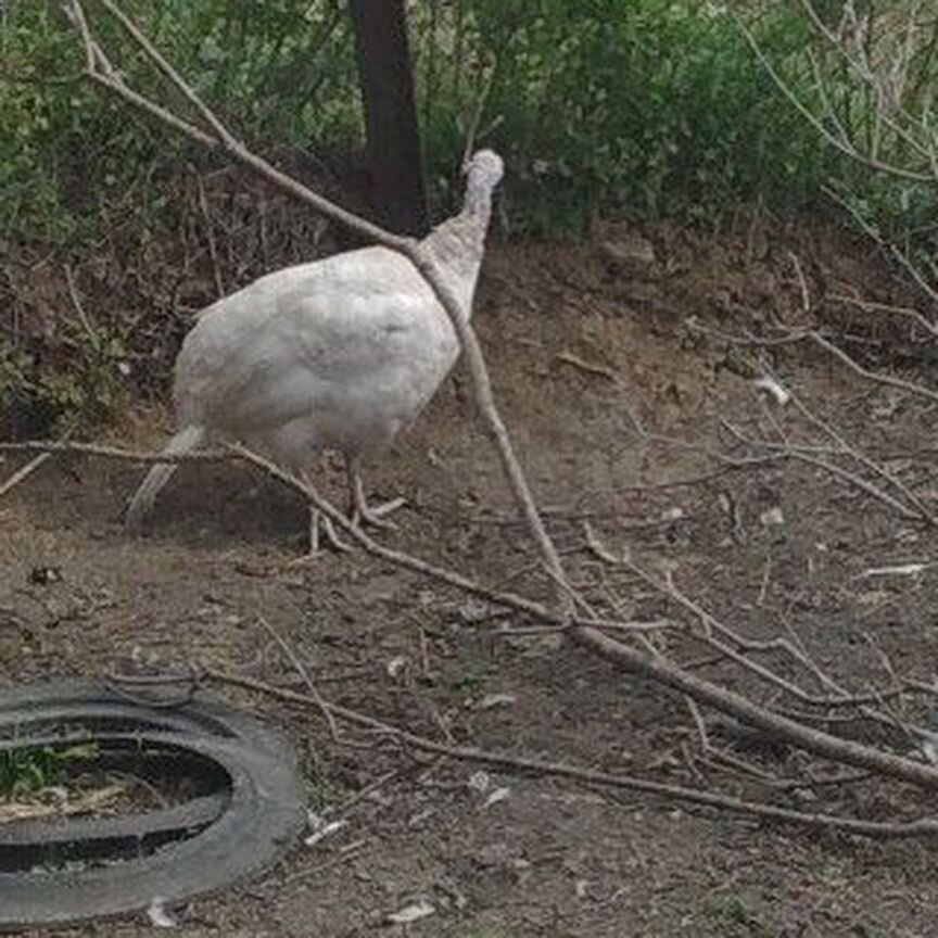 Индюки домашние