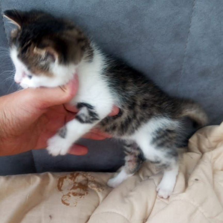 Котёнок Вася