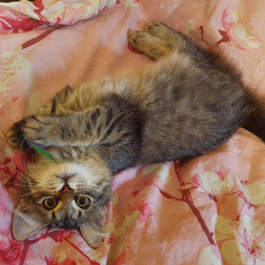 Котёнок от частного владельца