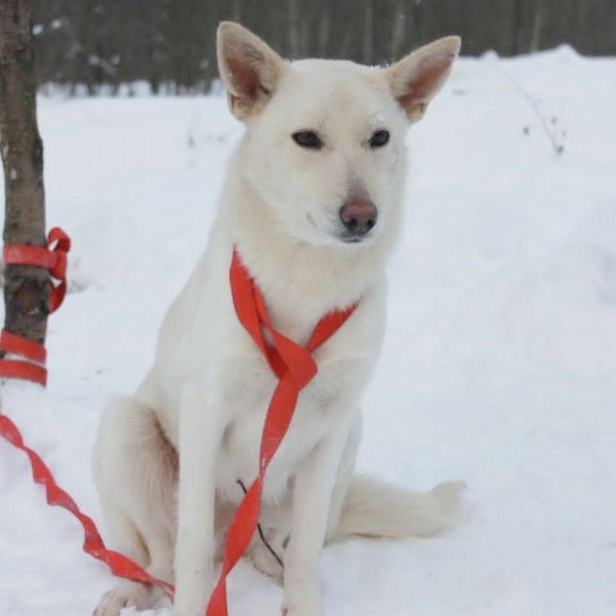 Бшо в добрые руки (отдам бесплатно)