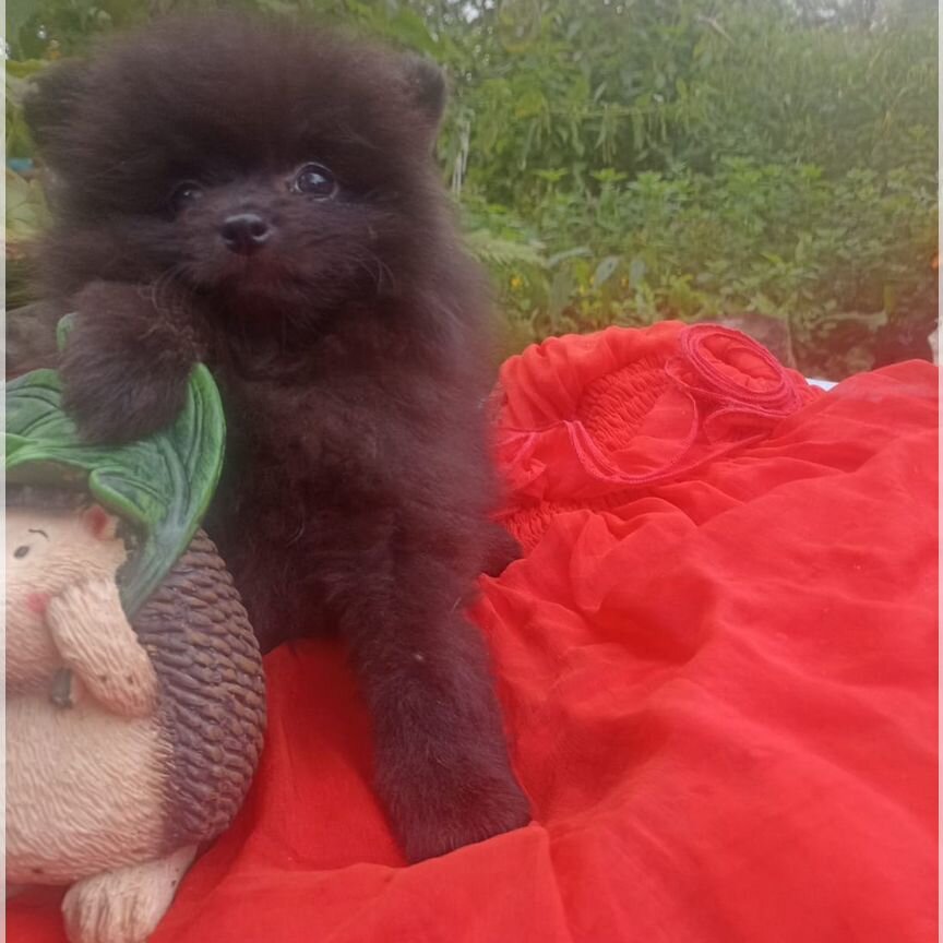 Померанский шпиц