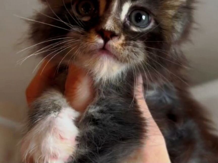 Котята мейн-кун