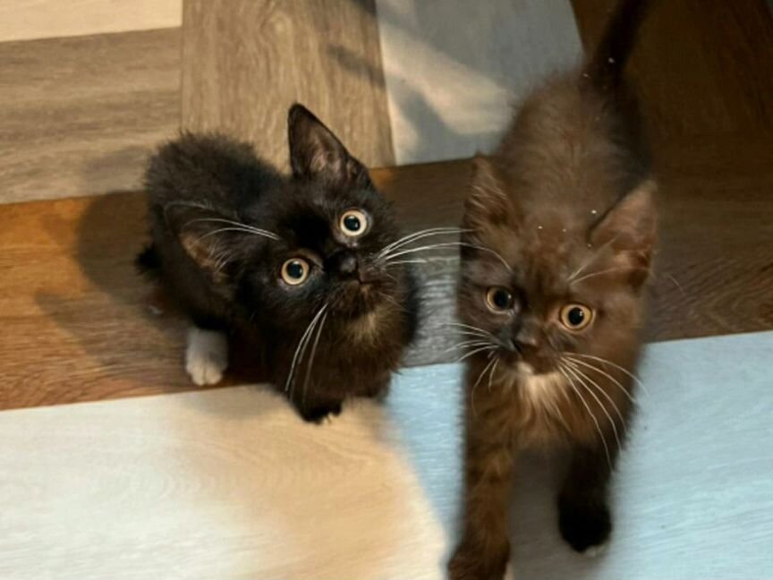 Кошки в добрые руки бесплатно