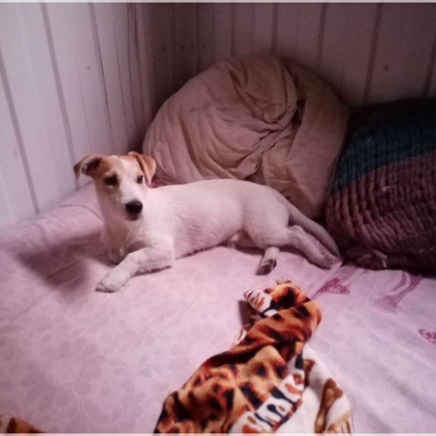 Джек-рассел-терьер, щенок